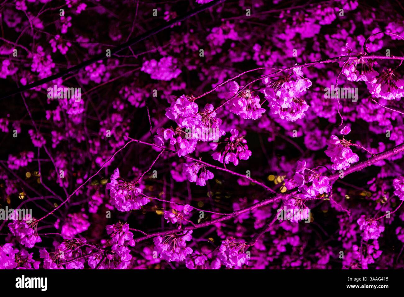 cherry Blossoms flowers at nigth with pink ligth in vancouver blossoms ...