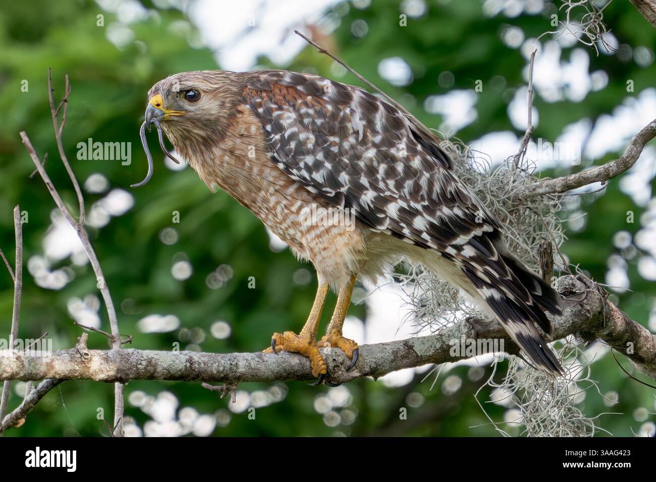 Red shouldered hawk eating worm hi-res stock photography and images - Alamy