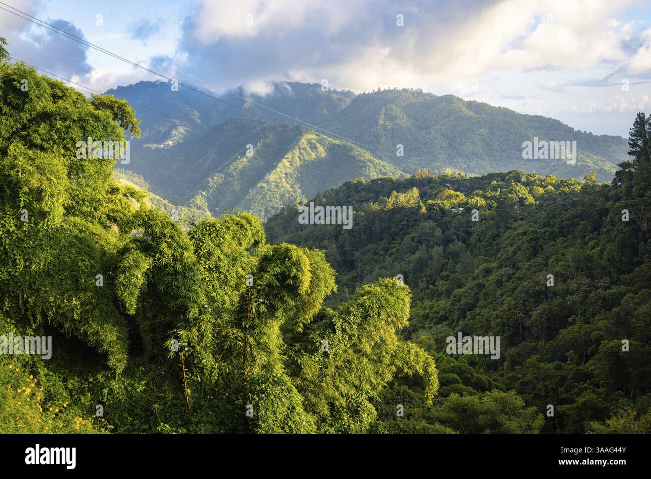 The Blue Mountains in Jamaica, Caribbean, Middle America, Jamaica ...