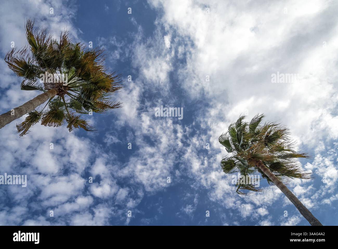 Palms palmae hi-res stock photography and images - Alamy