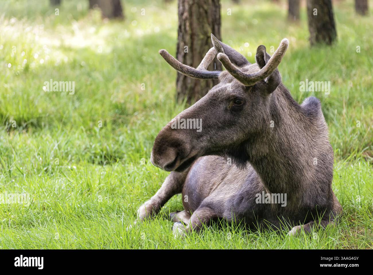 Finnish moose hi-res stock photography and images - Alamy