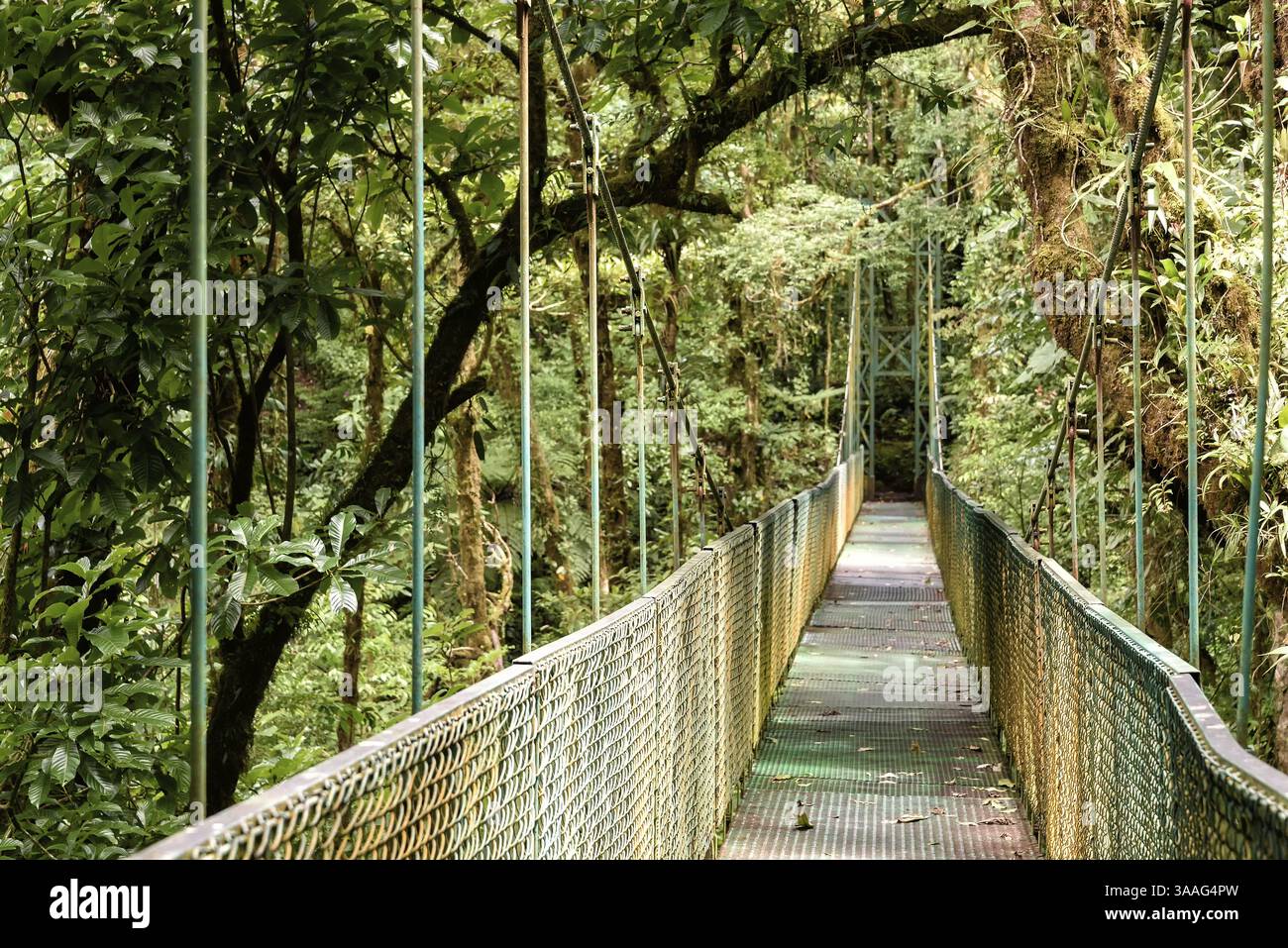 Bridge in the jungle in Central America Stock Photo - Alamy