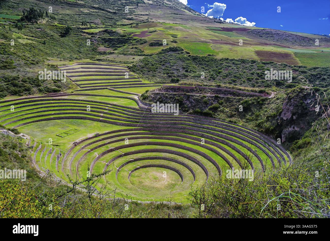 Moray eel in Peru Stock Photo - Alamy