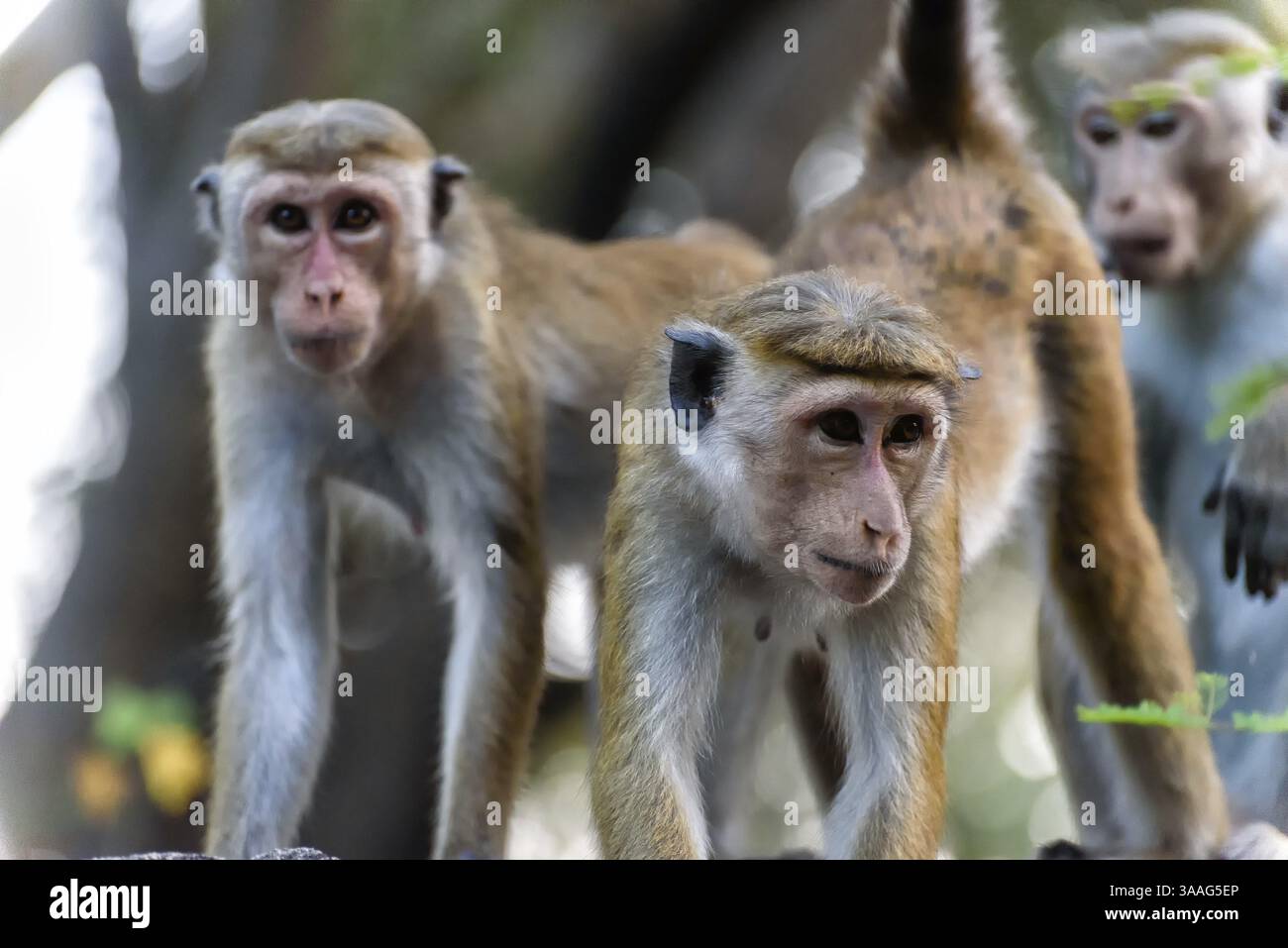 Semi monkeys hi-res stock photography and images - Alamy