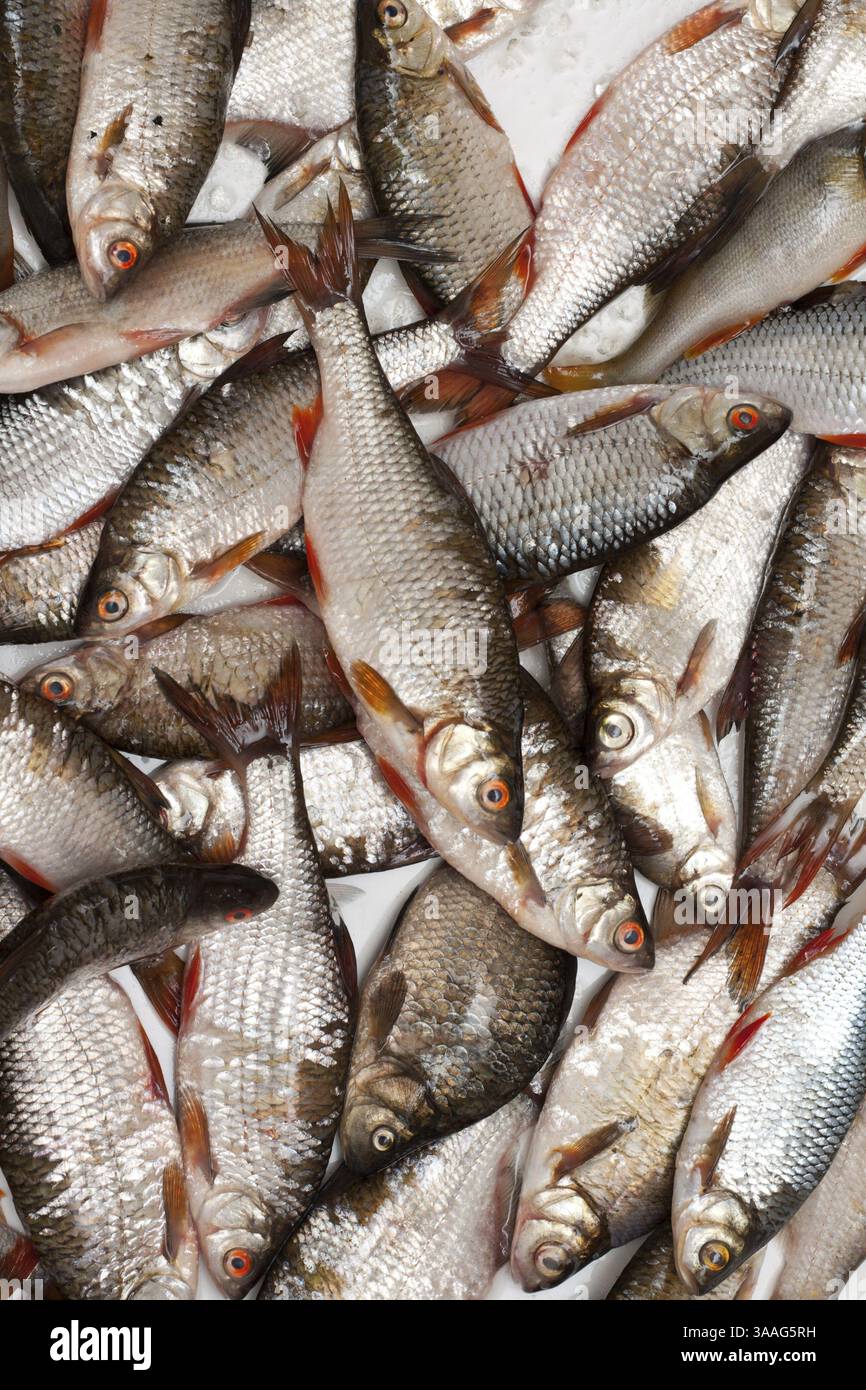 Cheese fish in scales is put by background Stock Photo - Alamy