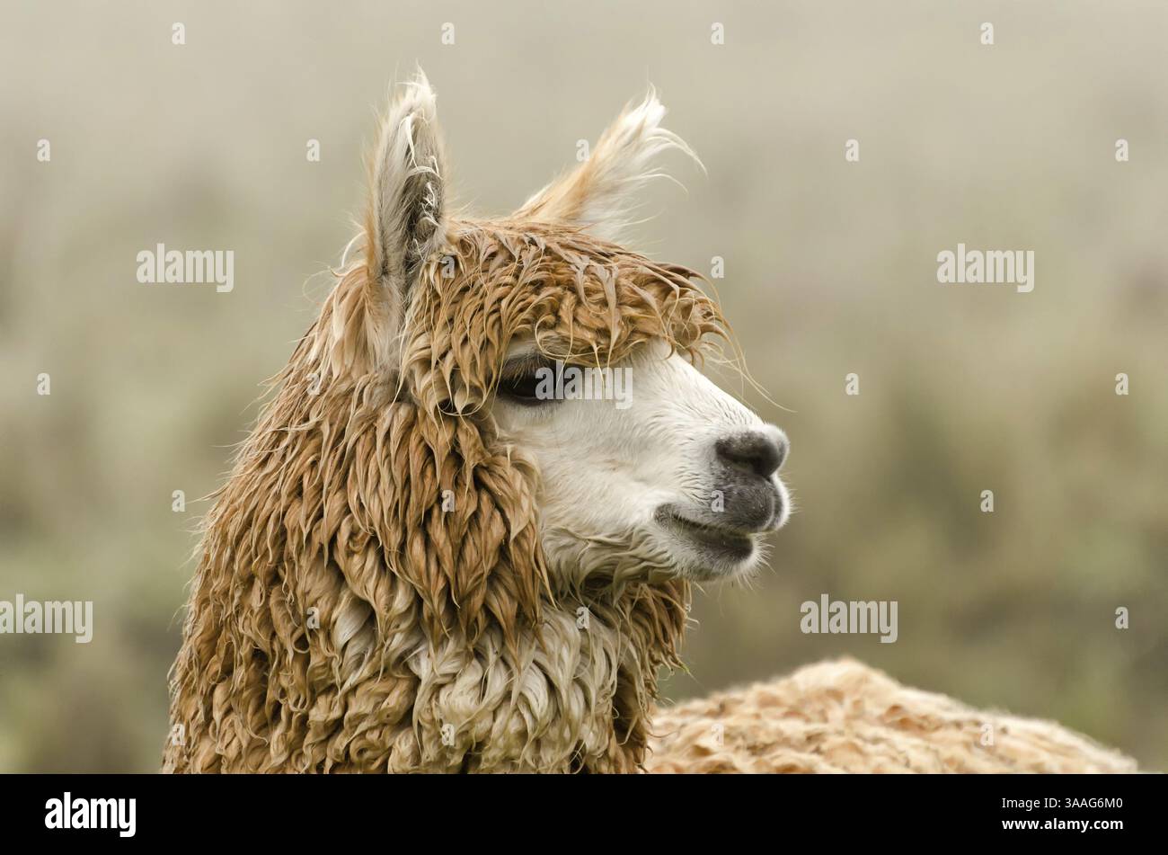 Alpaca spitting hi-res stock photography and images - Alamy