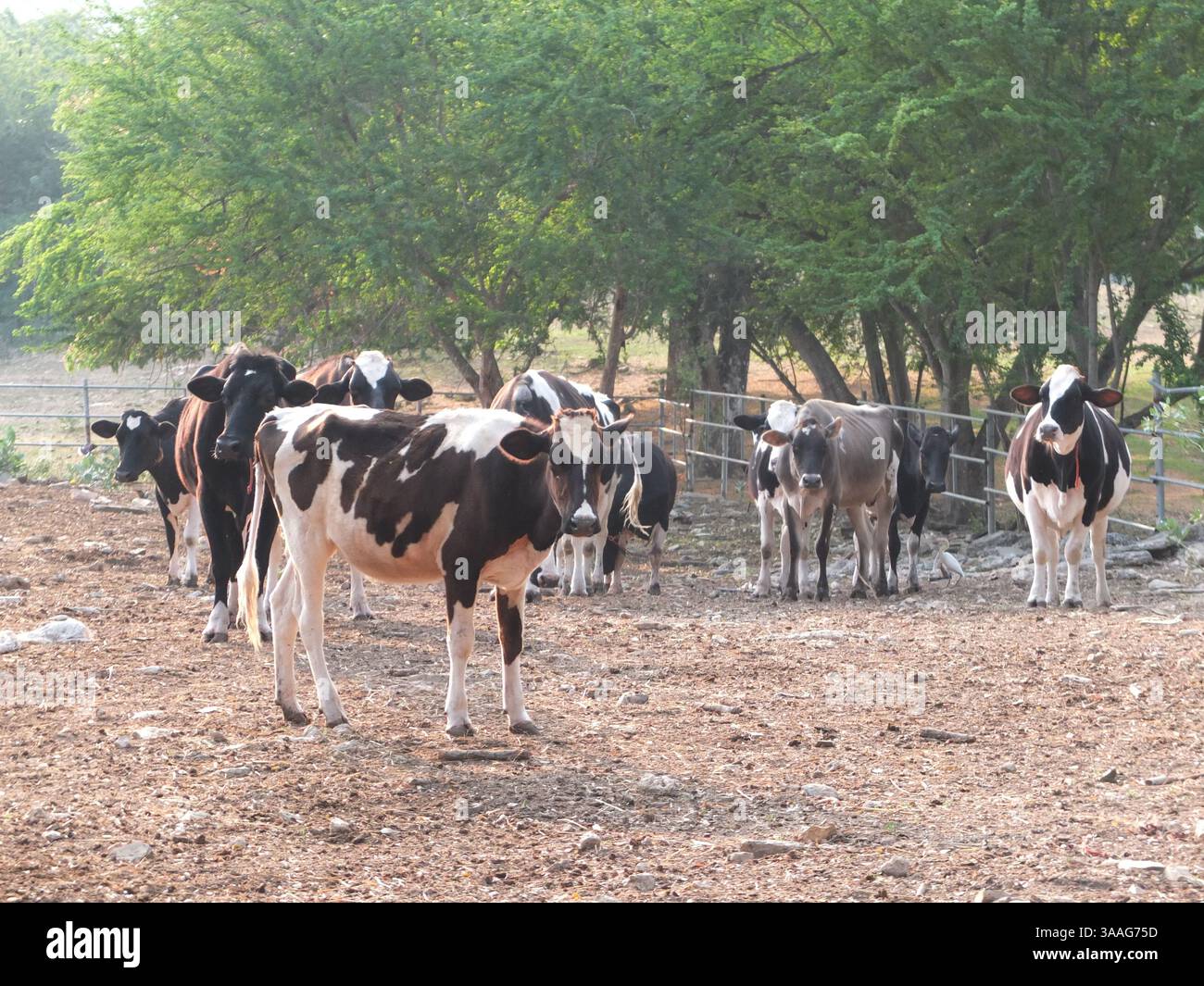 Muek Kek , Saraburi Thailand 29032025 Stock Photo - Alamy