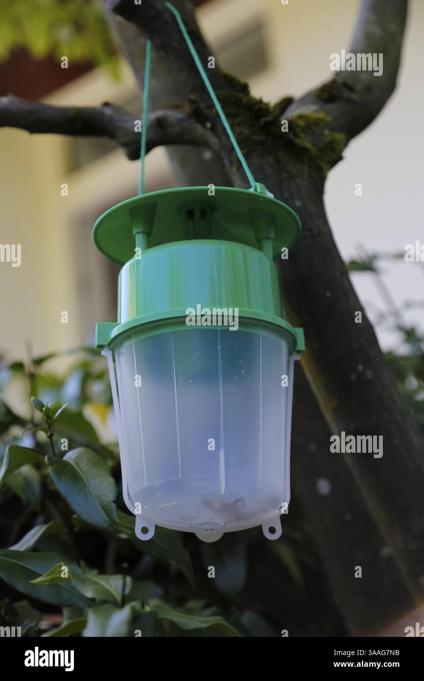 Box tree moth trap, moth trap hanging on branch, box tree moth control ...