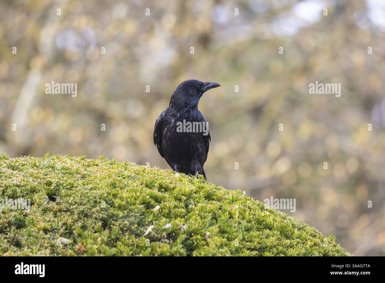 Crow, family of corvids (Corvidae) . Baden-Wuerttemberg, Germany ...