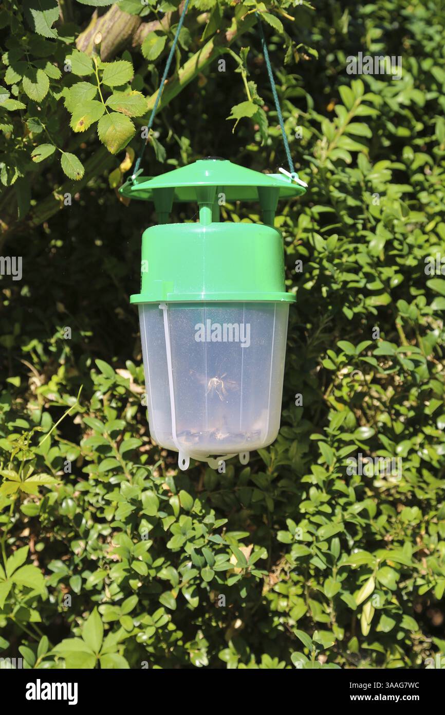 Box tree moth trap, moth trap, butterfly in trap, common boxwood (Buxus ...