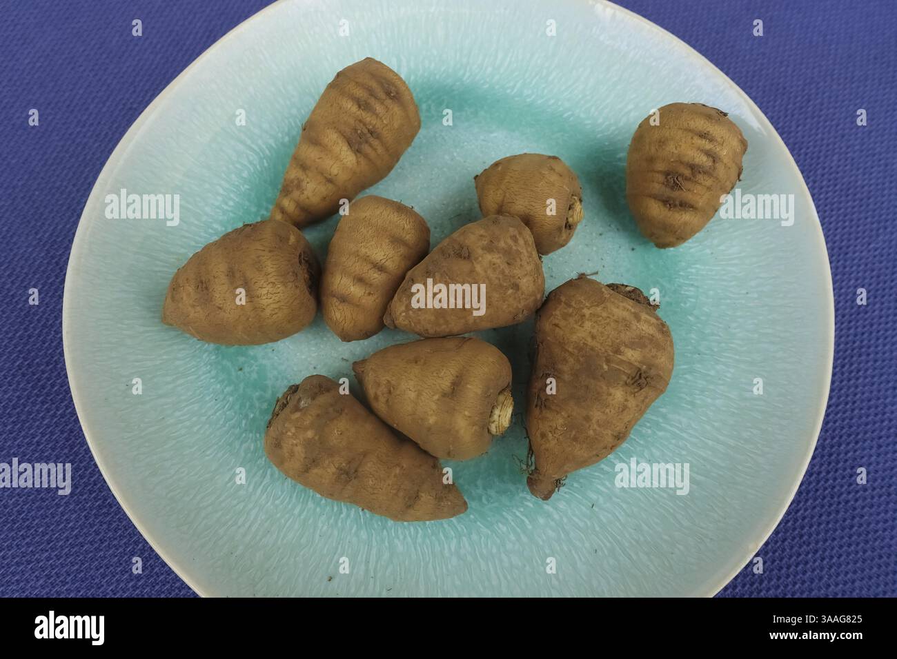 Chaerophyllum bulbosum (Chaerophyllum bulbosum), chervil turnip ...