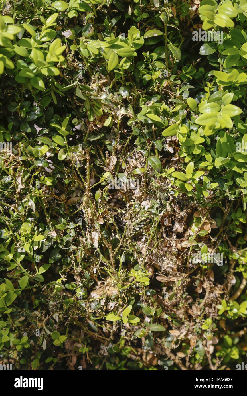 Common boxwood (Buxus sempervirens), box tree moth control, pest ...