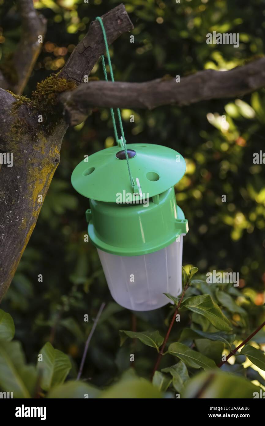 Box tree moth trap, moth trap hanging on branch, box tree moth control ...