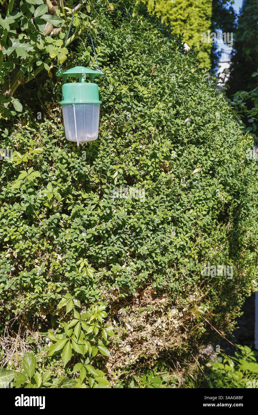 Box tree moth trap, moth trap, common box tree (Buxus sempervirens ...