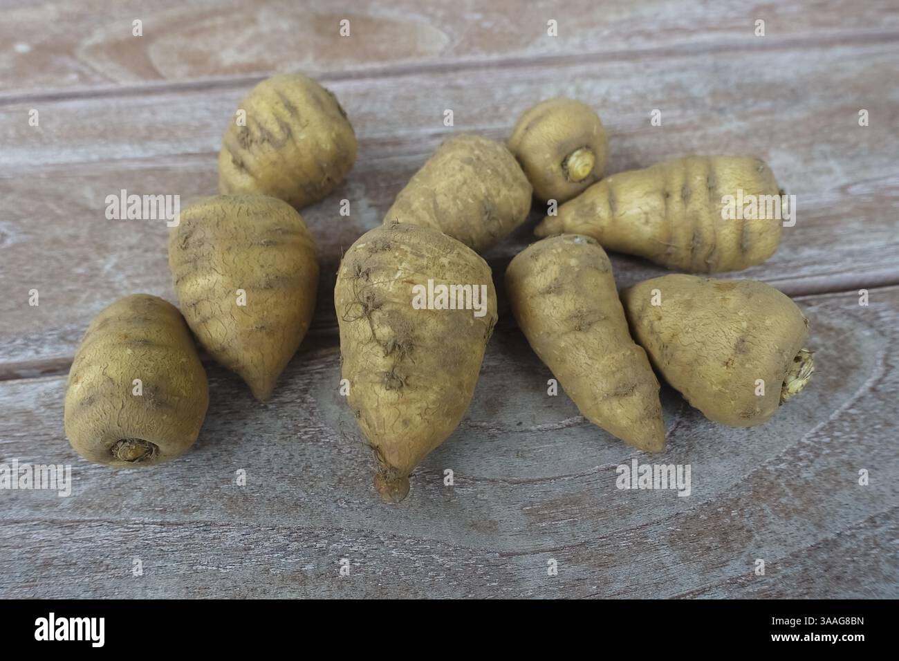 Chaerophyllum bulbosum (Chaerophyllum bulbosum), chervil turnip ...