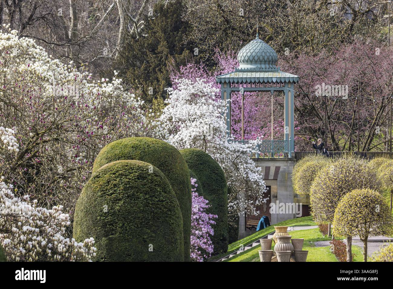 Magnolia blossom (Magnolia) at Wilhelma Stuttgart. According to ...