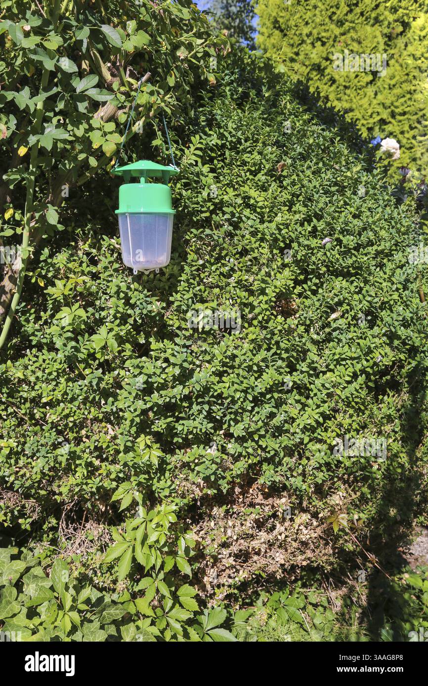 Box tree moth trap, moth trap, common box tree (Buxus sempervirens ...
