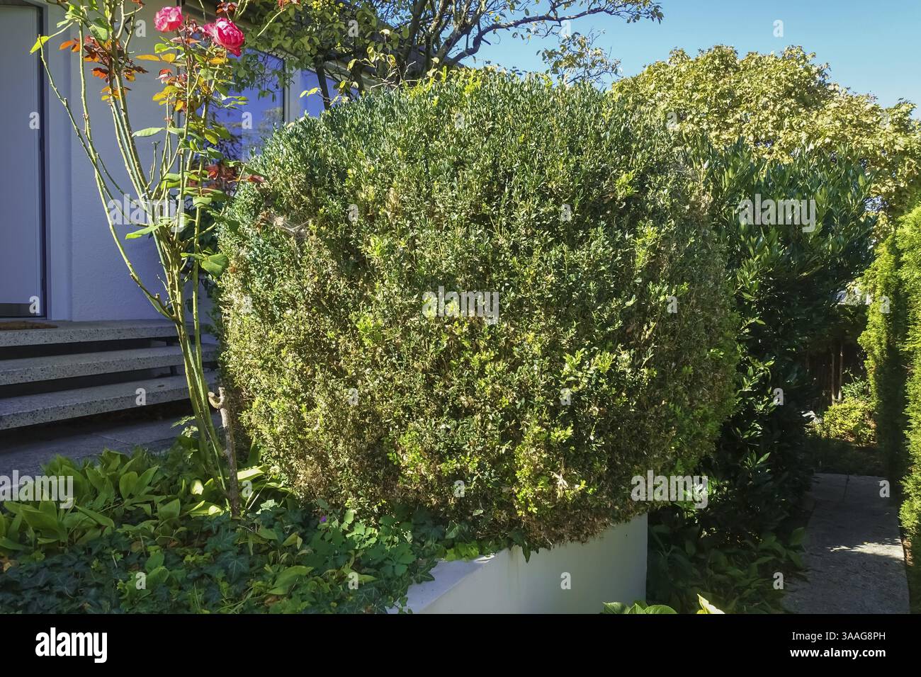 Common boxwood (Buxus sempervirens), box tree moth control, pest ...