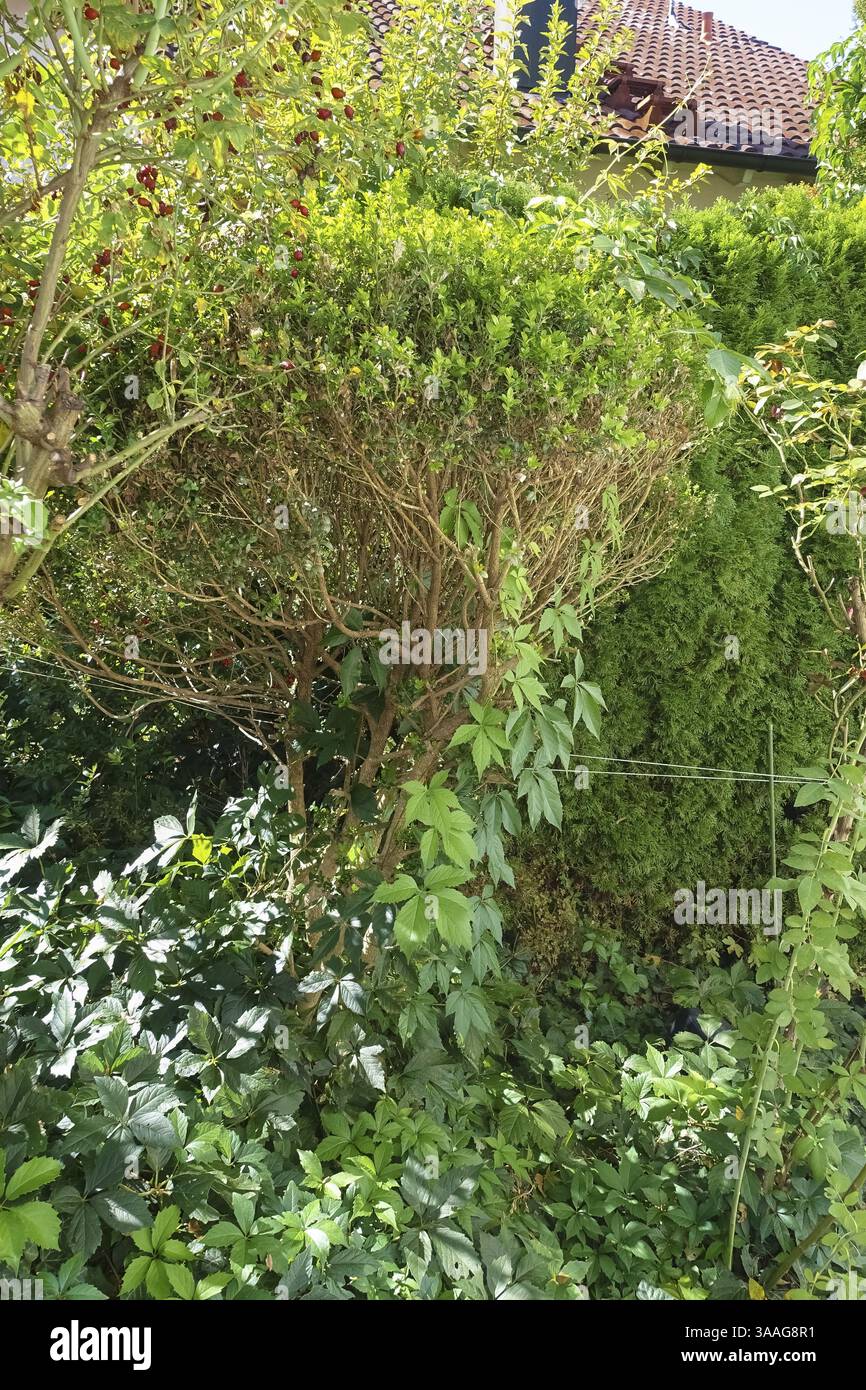 Common boxwood (Buxus sempervirens), box tree moth control, pest ...