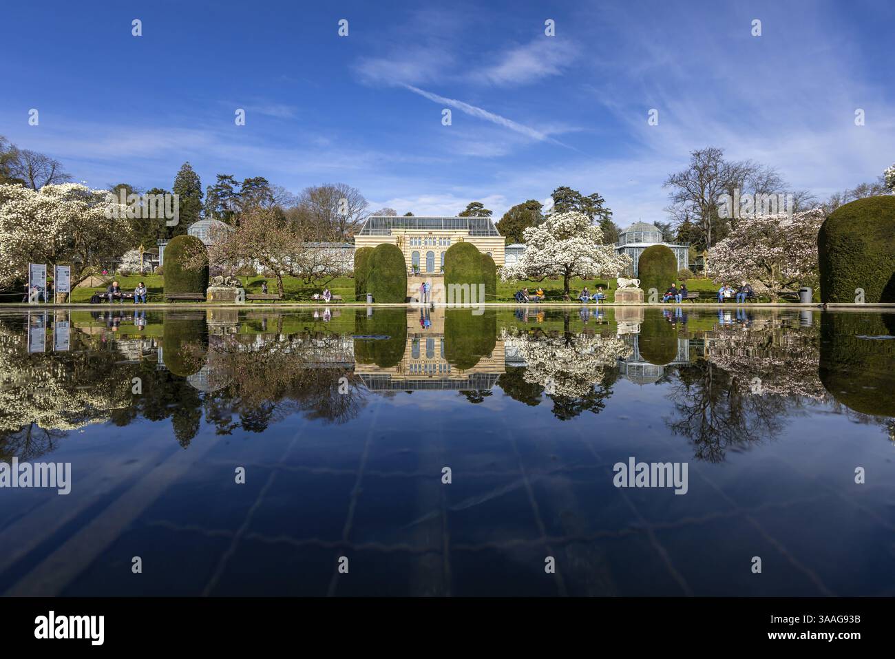 Magnolia blossom (Magnolia) at Wilhelma Stuttgart. According to ...