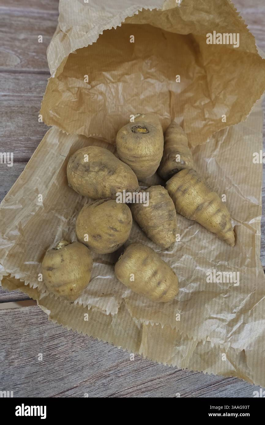 Chaerophyllum bulbosum (Chaerophyllum bulbosum), chervil turnip ...