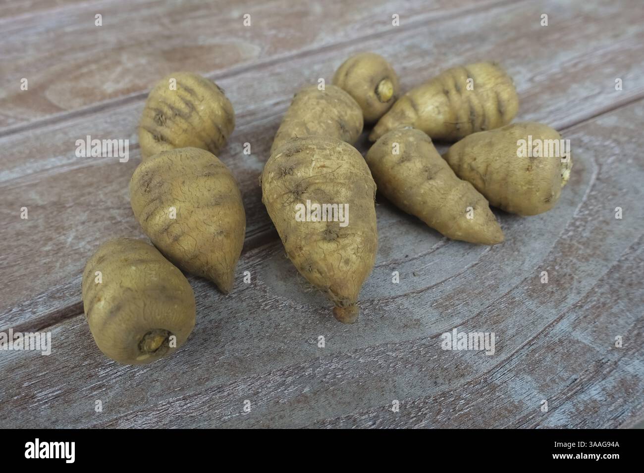 Chaerophyllum bulbosum (Chaerophyllum bulbosum), chervil turnip ...