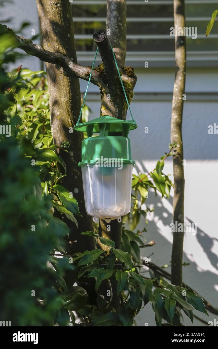 Box tree moth trap, moth trap hanging on branch, box tree moth control ...