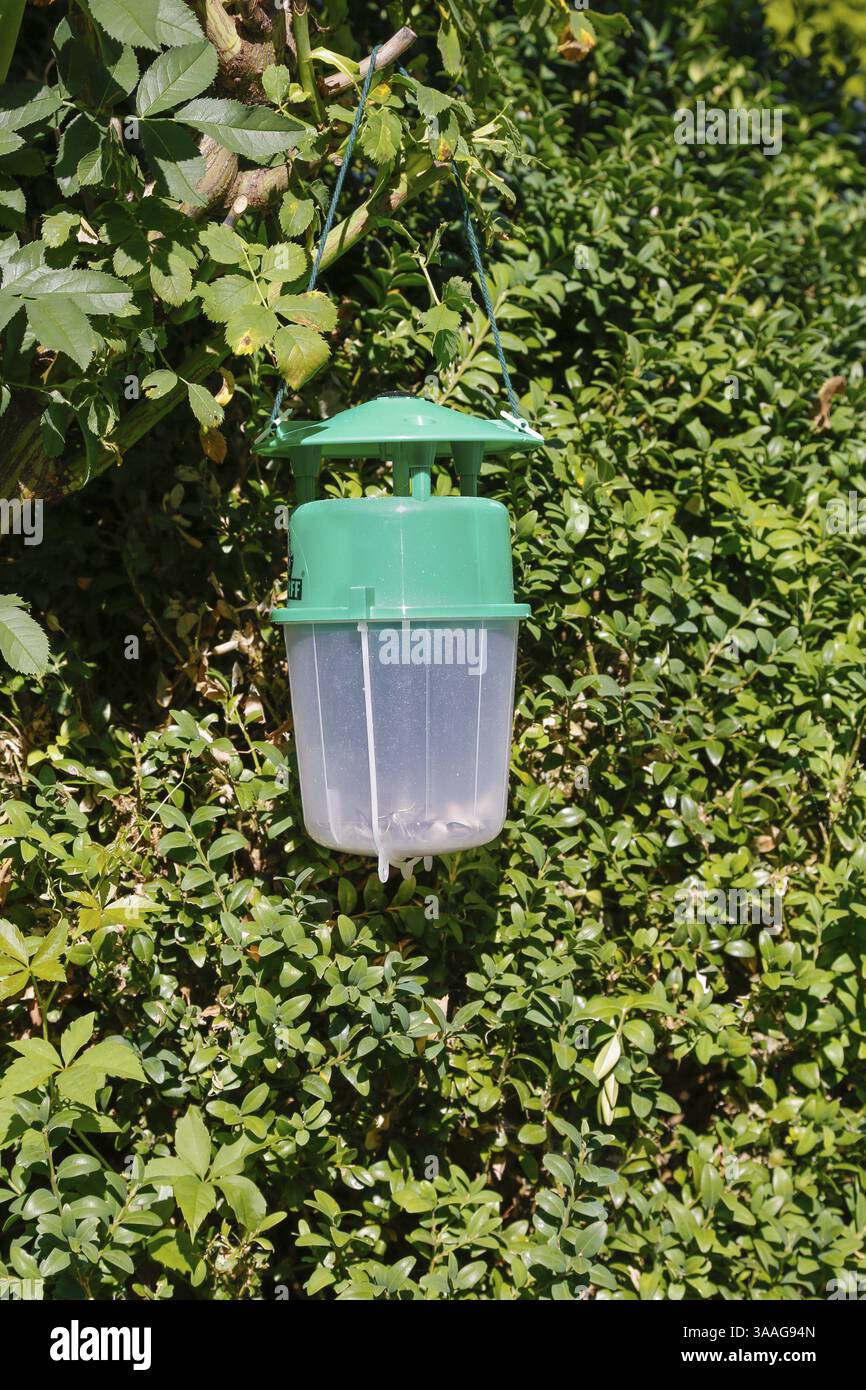 Box tree moth trap, moth trap, common box tree (Buxus sempervirens ...
