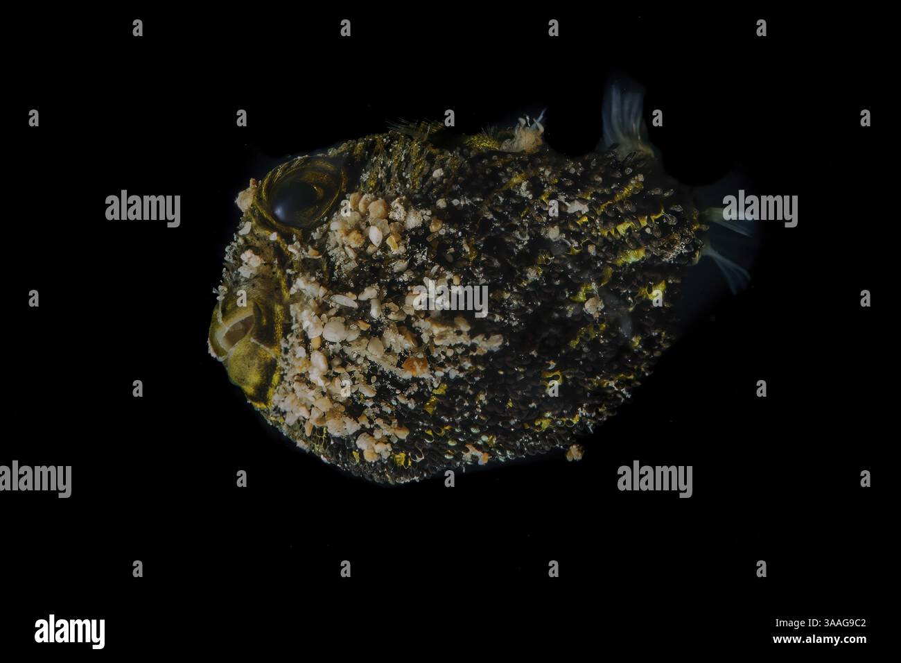 Extreme close-up night shot of very small juvenile form of giant ...