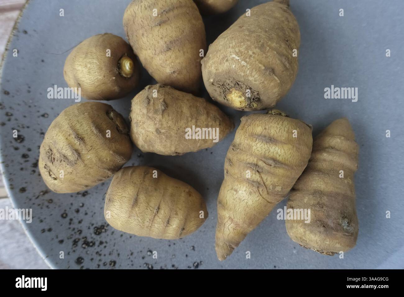 Chaerophyllum bulbosum (Chaerophyllum bulbosum), chervil turnip ...