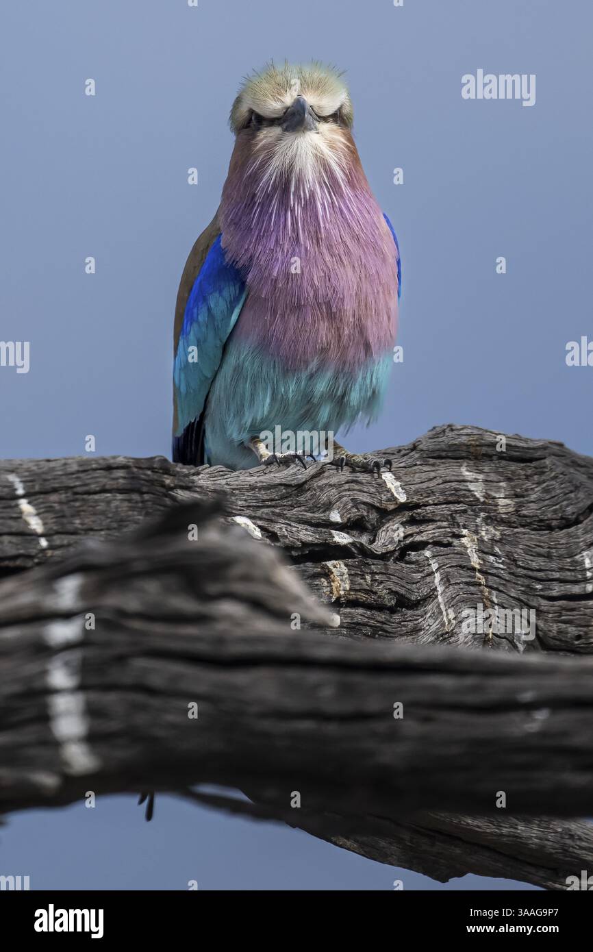 Fork-tailed Roller (Coracias caudata), Moremi Game Reserve, Okavango ...