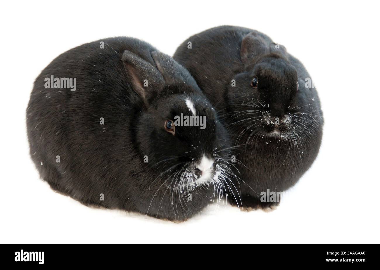Two rabbits isolated on white background with snouts in frost Stock ...
