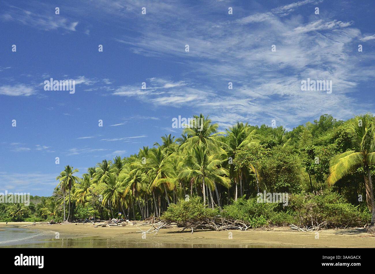 Palm beach on the Pacific, Costa Rica, Central America Stock Photo - Alamy