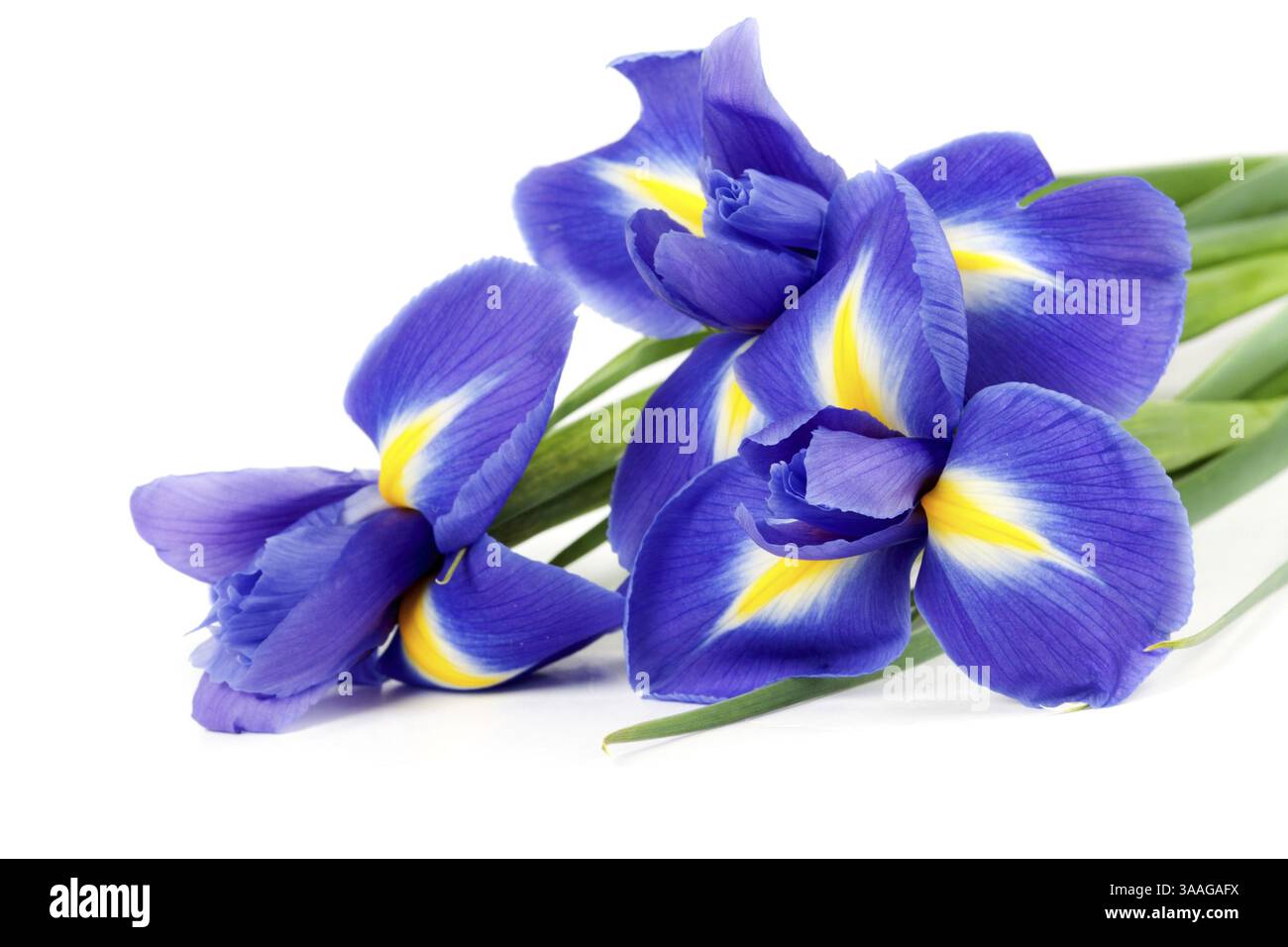 Iris bouquet of fresh flowers isolated on white background Stock Photo ...