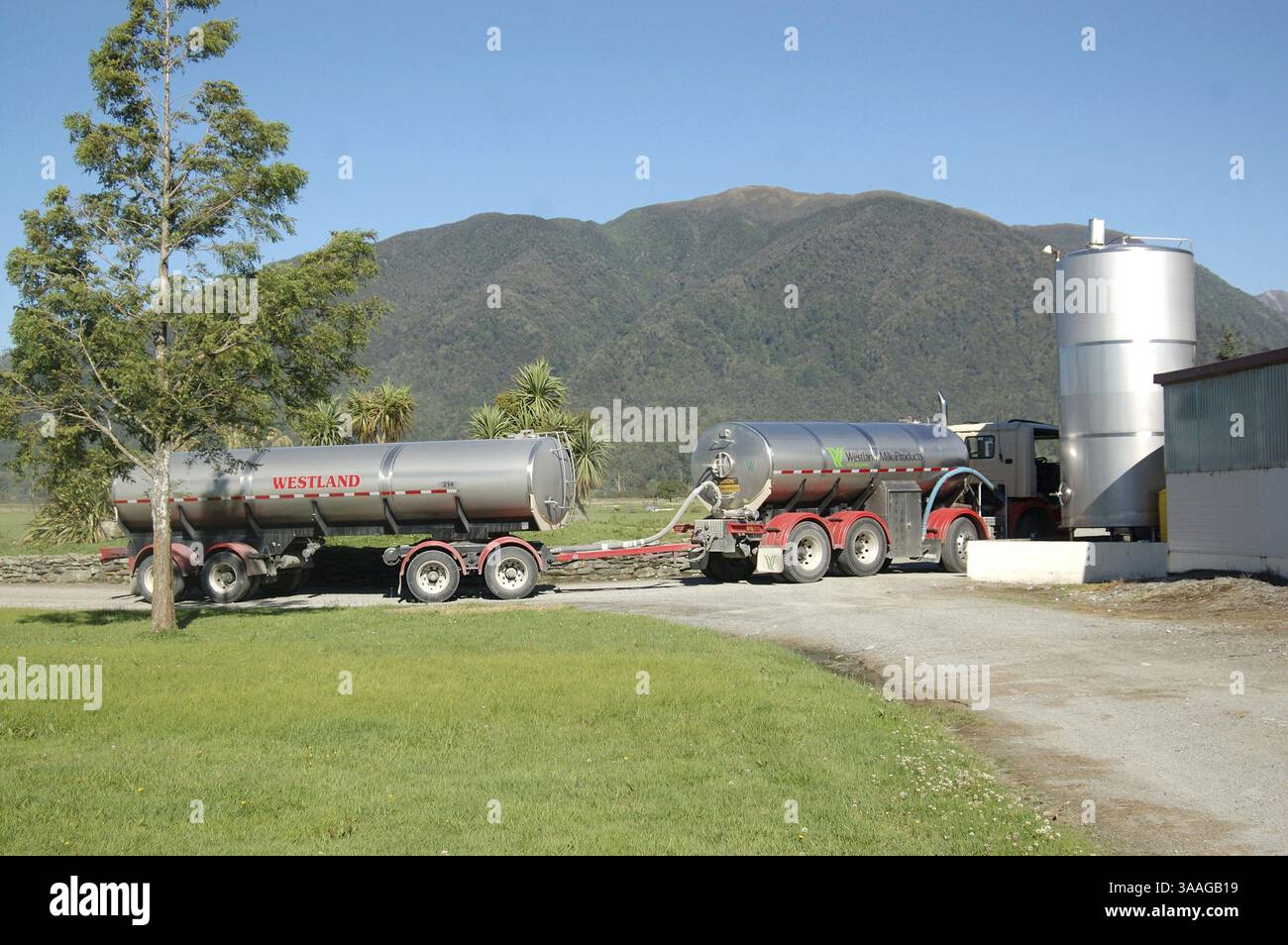 Westland Milk Products tanker picking up milk at a West Coast dairy ...