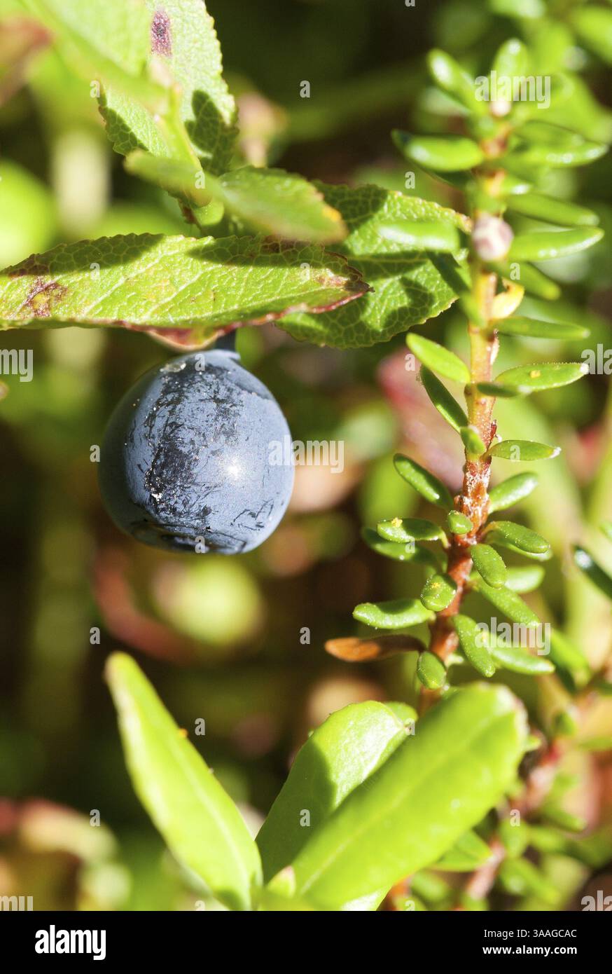 Fresh blueberry still growing on bush Stock Photo - Alamy