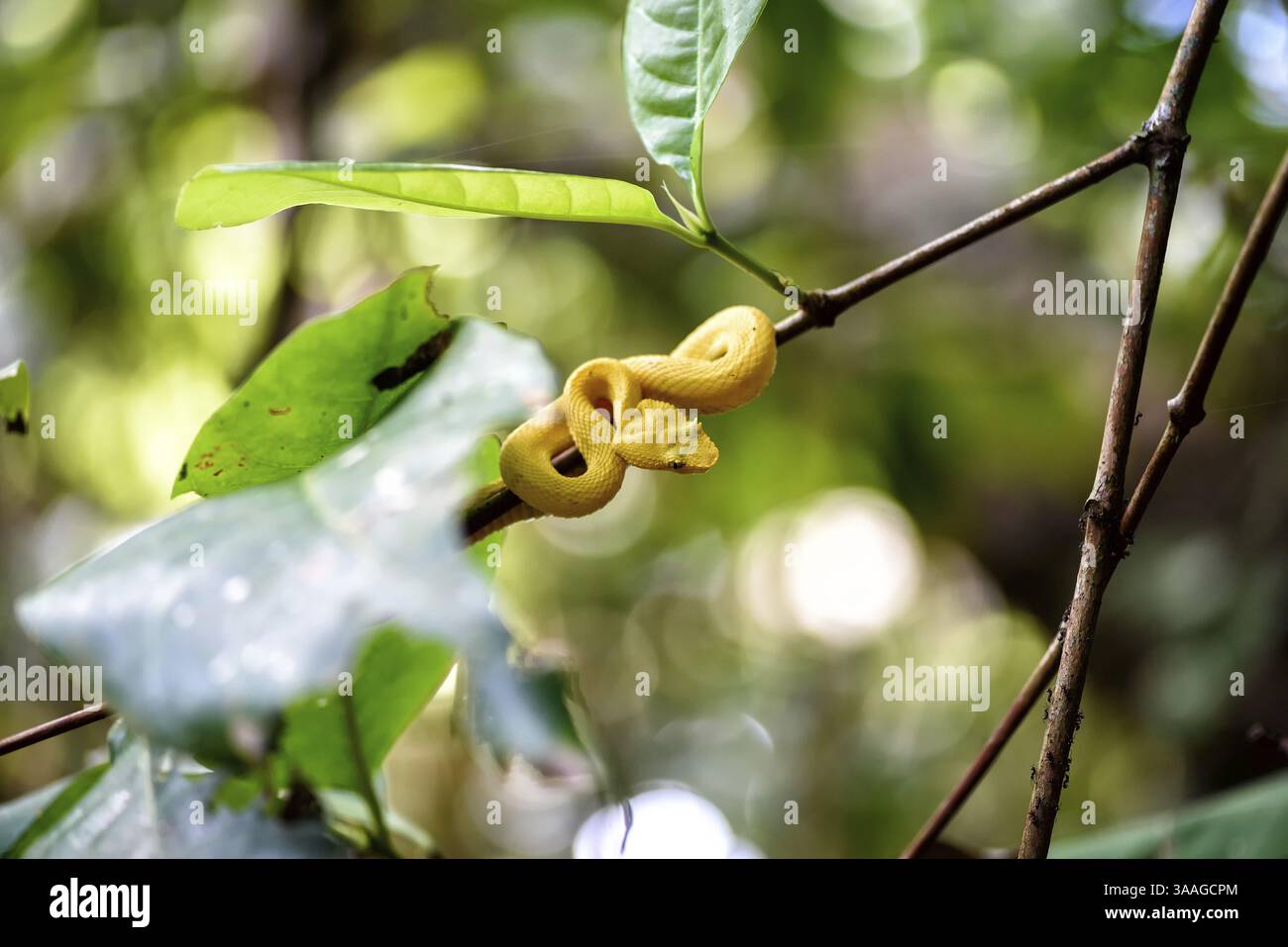 Poisonous pit viper in the jungle of Central America Stock Photo - Alamy