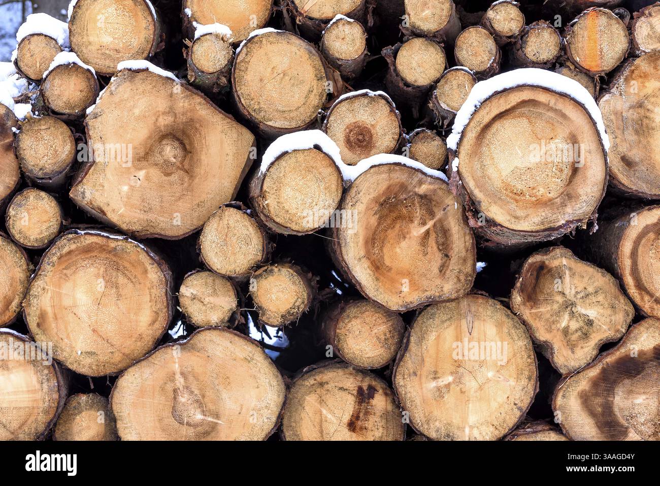 Fresh pieces of wood after felling in the forest Stock Photo - Alamy