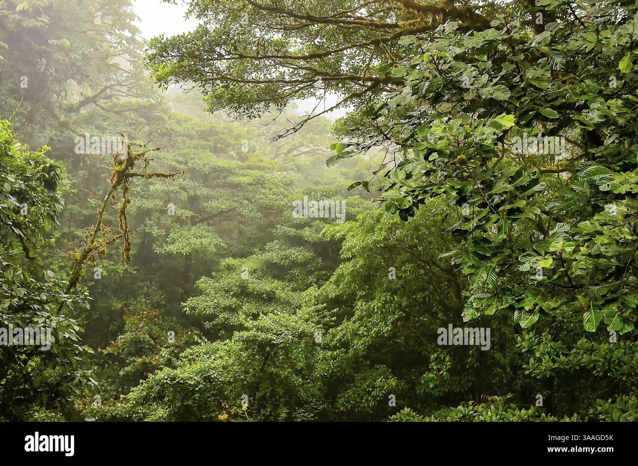 Ecuadorean rain forest hi-res stock photography and images - Alamy