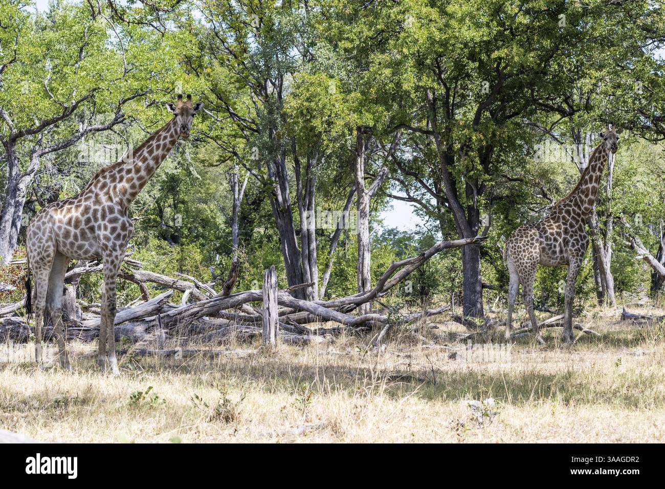 Southern giraffes (Giraffa giraffa) Moremi Game Reserve, Okavango Delta ...