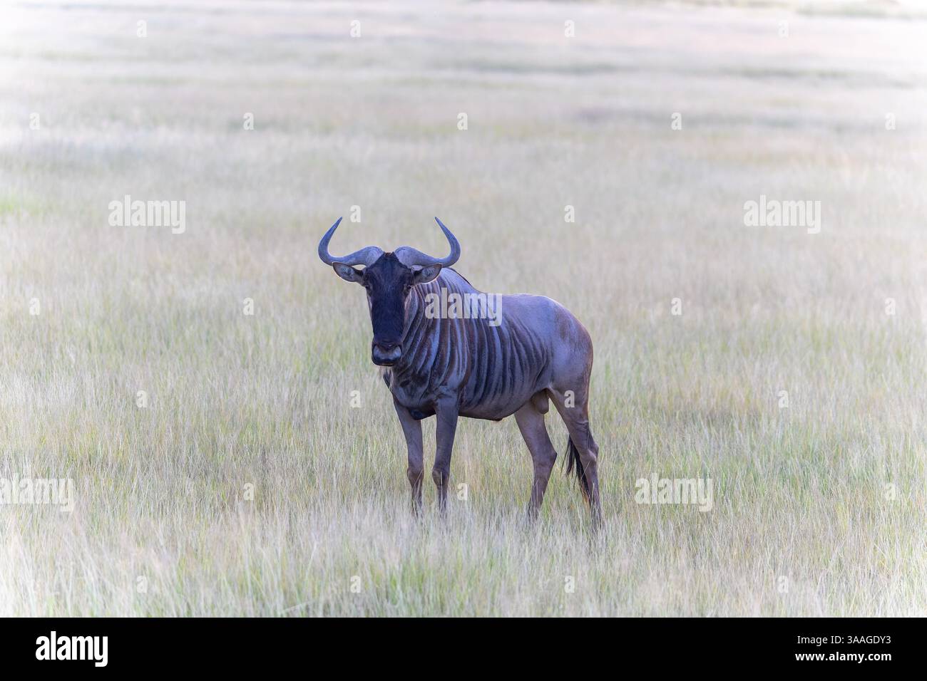 Wildbeast, Wildebeest in the Savannah of Kenya, Amboseli National Park ...