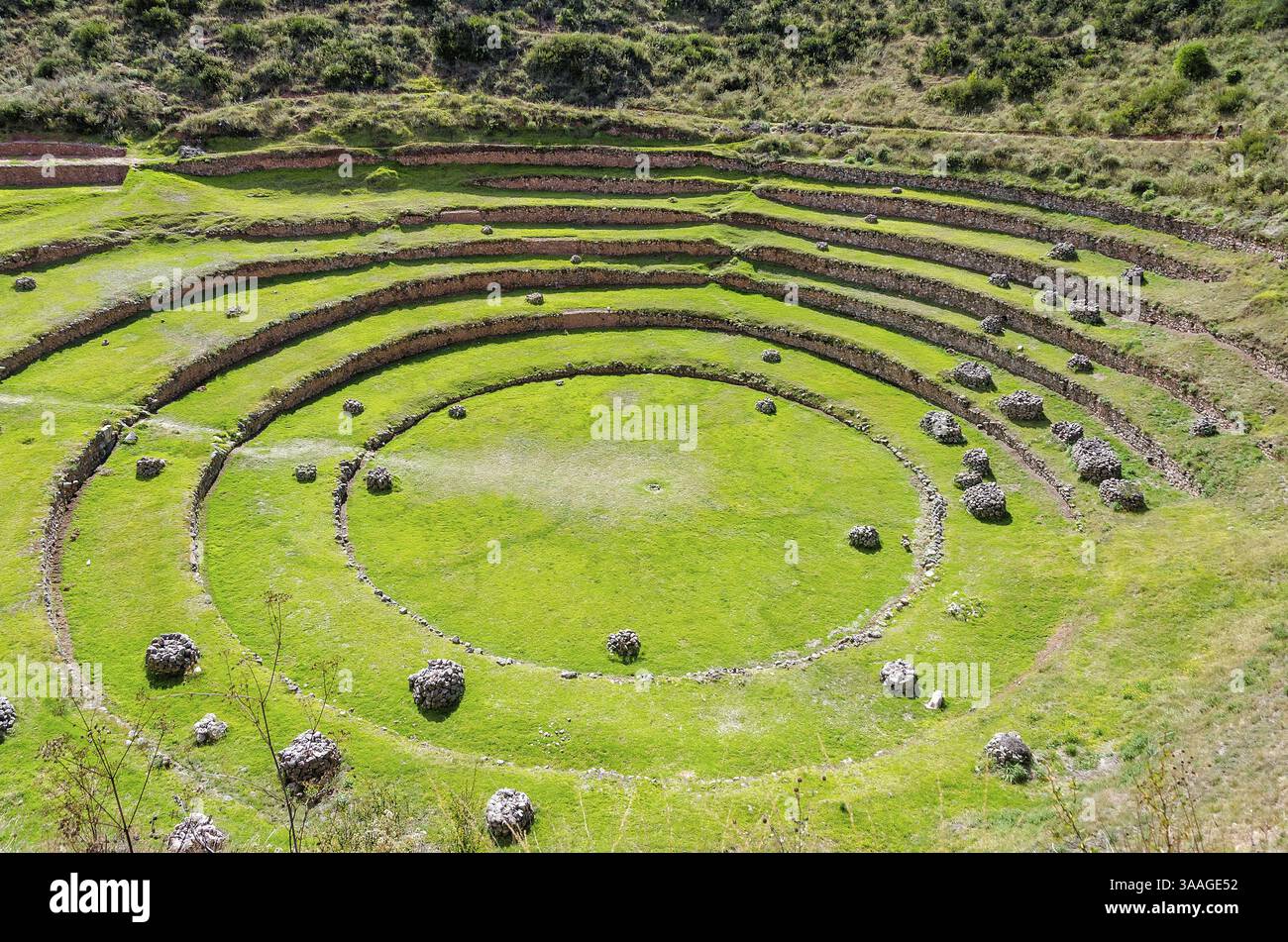 Moray eel in Peru Stock Photo - Alamy