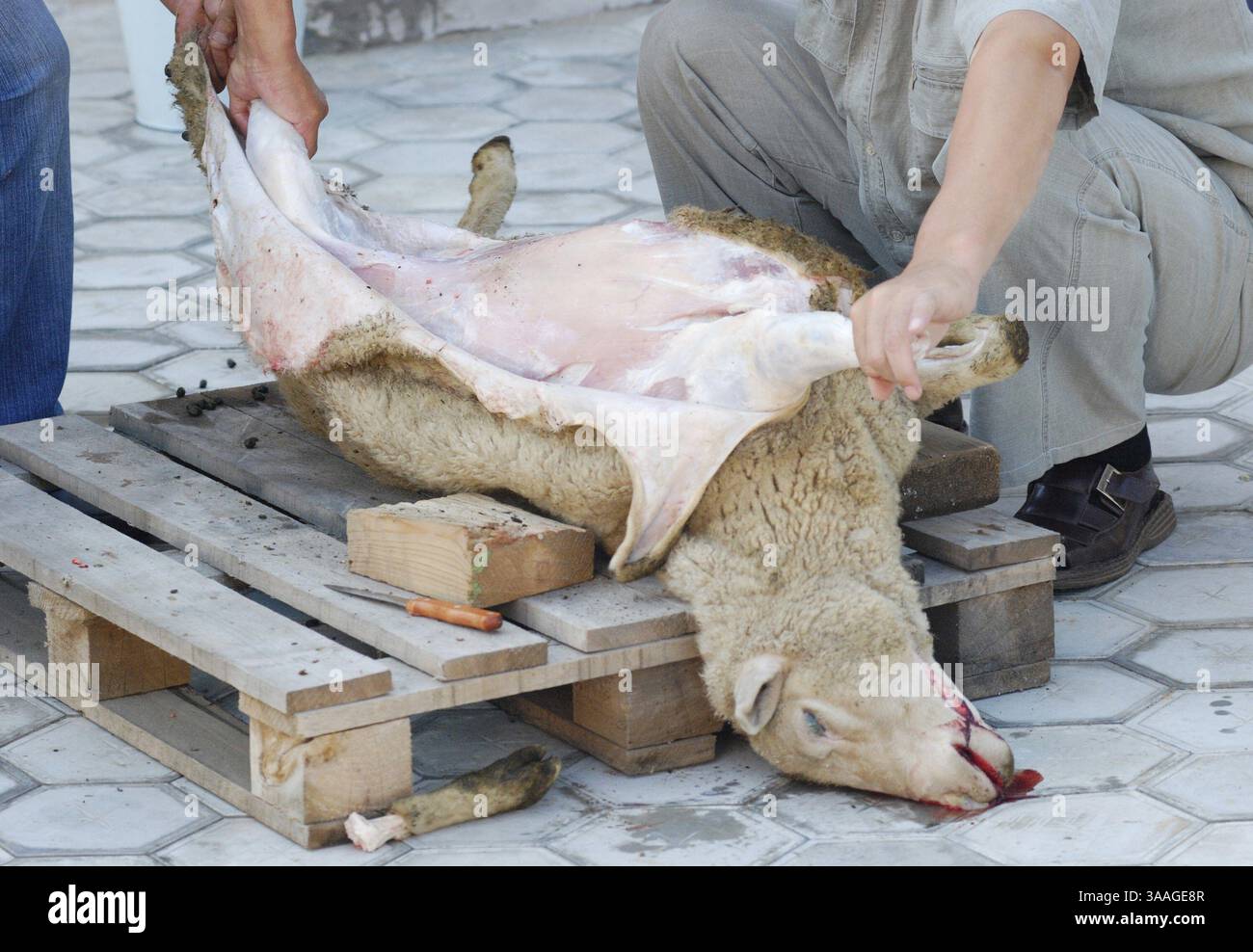 Two men flay a killed sheep, mutton is a common food for Mongolian ...
