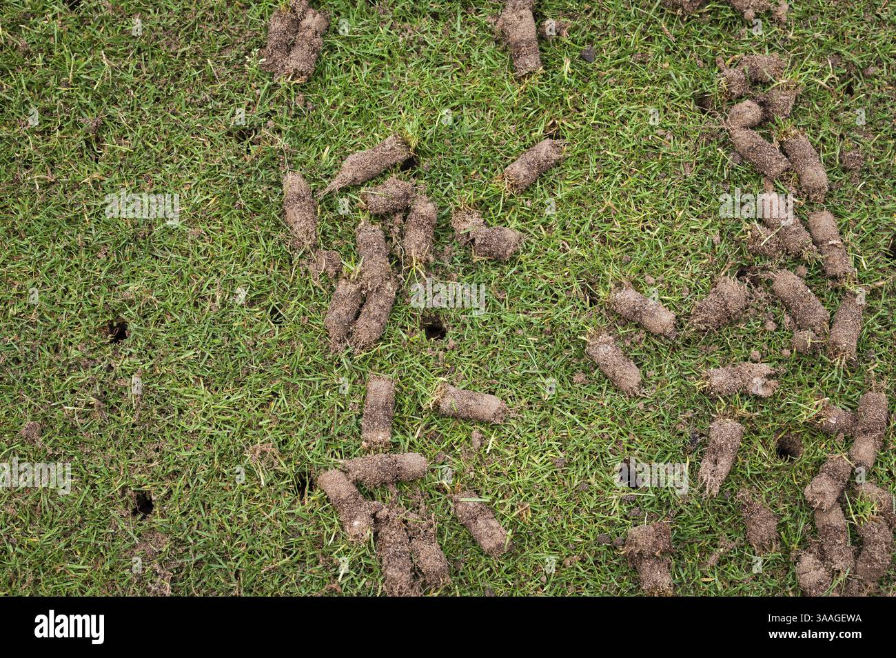 Detail of soil rolls on the lawn after aeration with empty pins Stock ...