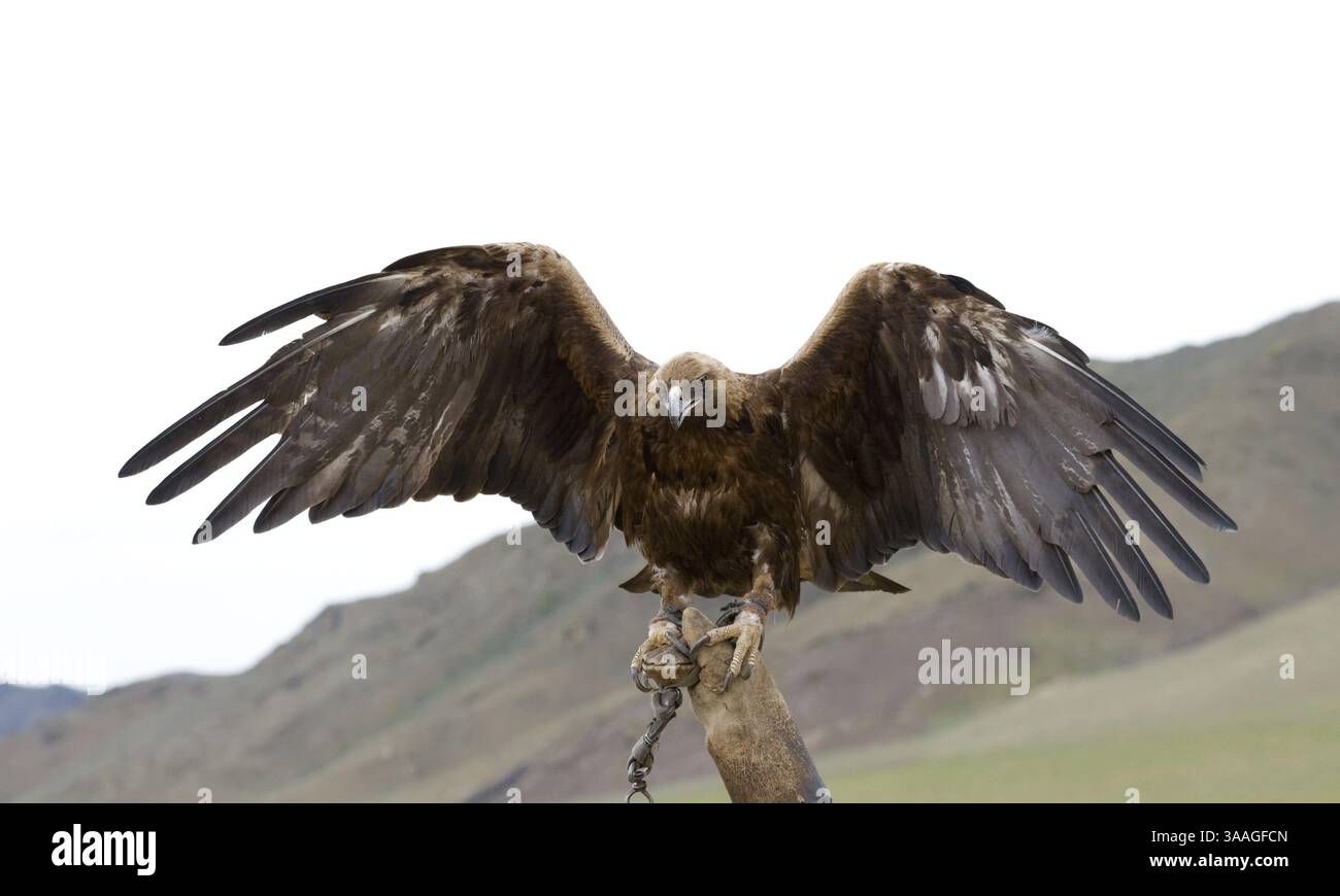 Chained golden eagle with spread wings on gauntlet Stock Photo - Alamy