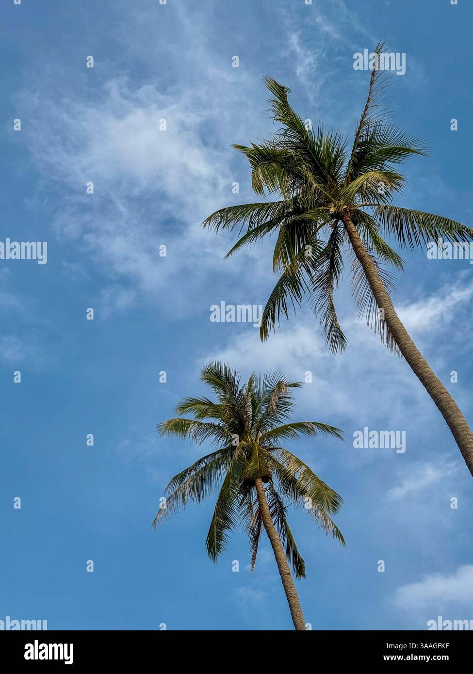 Tropical Palm Trees Against Blue Sky Tall coconut palm trees sway ...