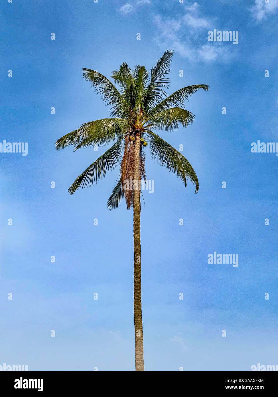 Green leaves tree sway gently hi-res stock photography and images - Alamy