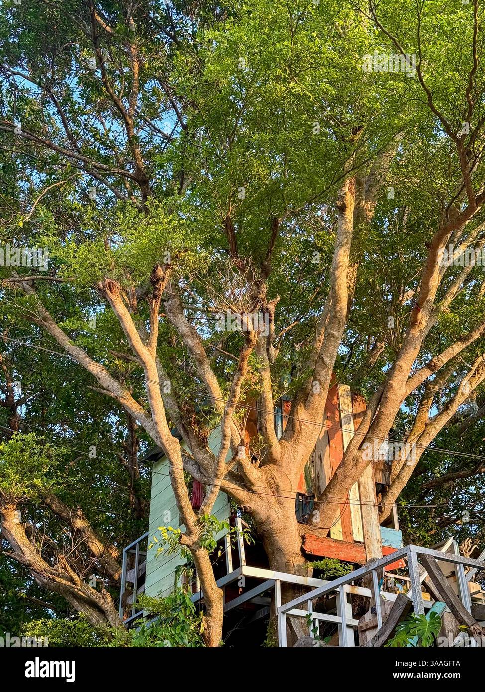 Treehouse sunset wooden nestled hi-res stock photography and images - Alamy