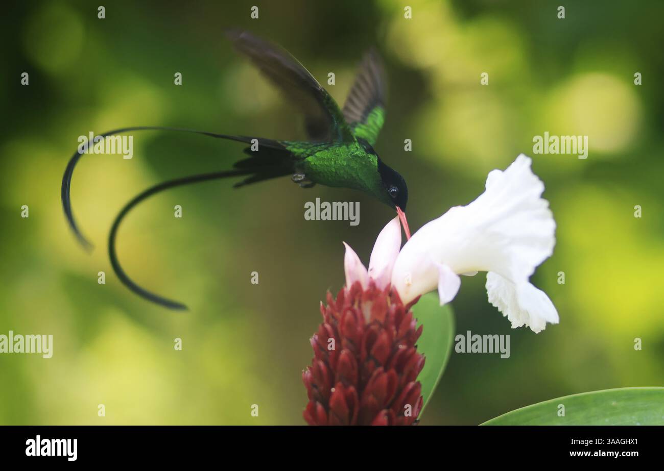 A Doctor Bird or Pennant-tail (Trochilus polytmus), Hummingbird ...