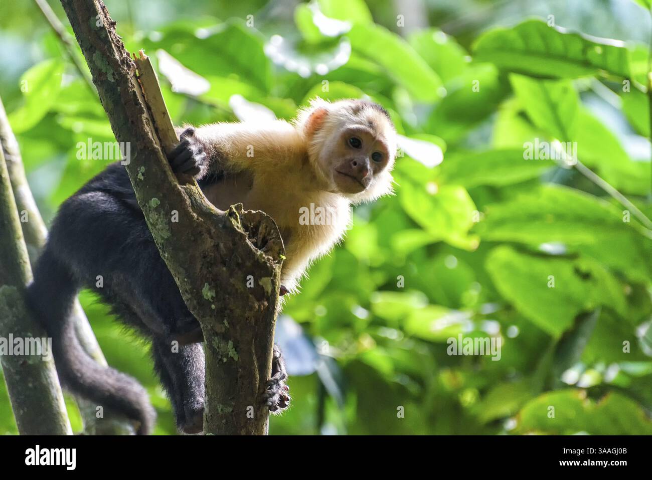 Cebu monkey in a tree in the jungle in Central America Stock Photo - Alamy